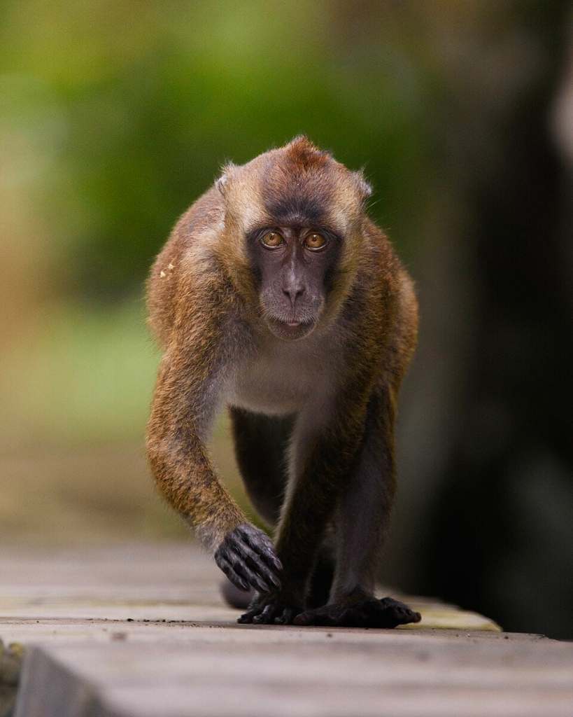 Antarctic Midge, The Insect That Lives in Antarctica