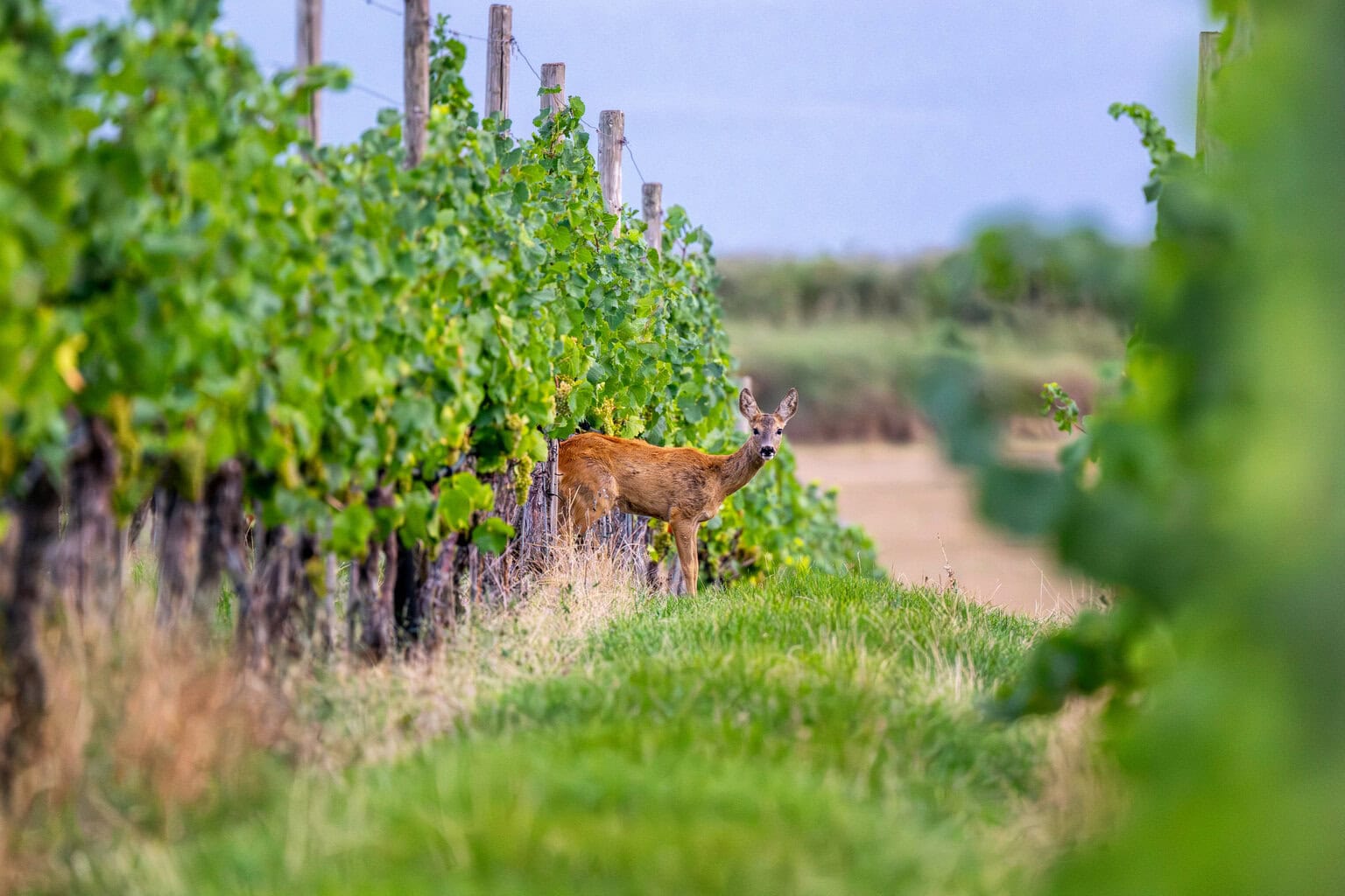 Deer between the rows of trees in an orchard - Earth Buddies